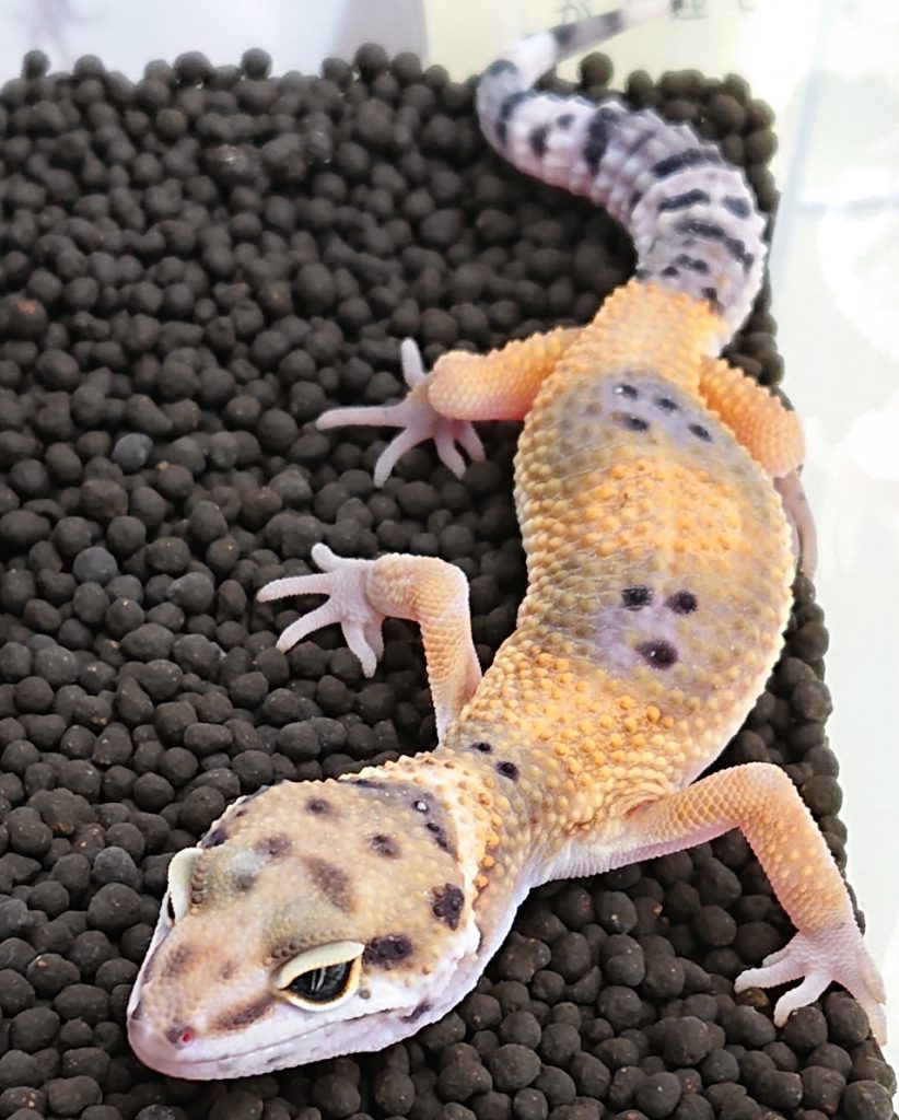 台風とともに現れたかわいいやつ！ ～ヤモリを飼ってみるお話～｜浜松市北区初生町の動物病院なら、佐野獣医科病院